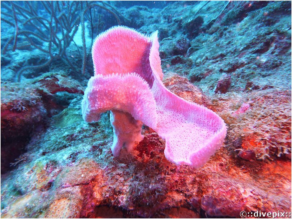 divepix - Pink Vase Sponge